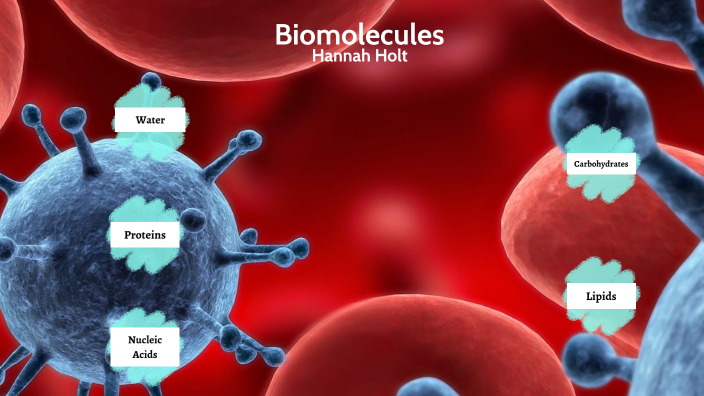 Biomolecule Infographic by Hannah Holt on Prezi