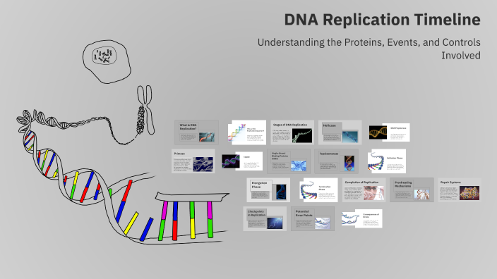 DNA replication timeline by Andrew Cooper on Prezi