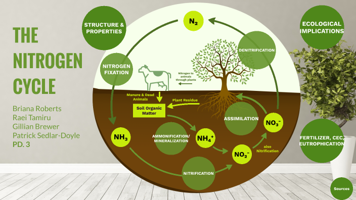 Chemistry of the Nitrogen Cycle by Briana Roberts on Prezi