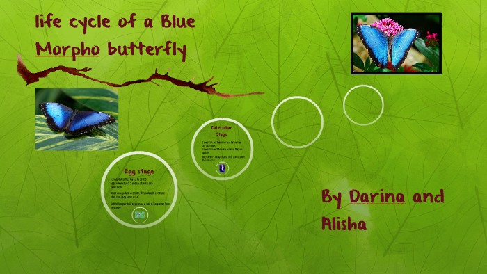 life cycle of a Blue Morpho butterfly by Amy Jones on Prezi
