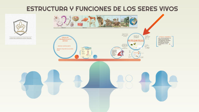 ESTRUCTURA Y FUNCIONES DE LOS SERES VIVOS by Juan Guzman