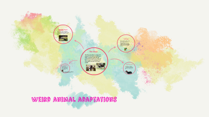Weird Animal Adaptations by Paige Thierry on Prezi