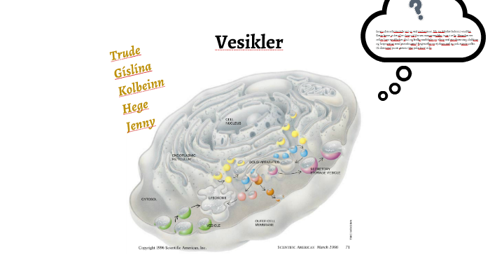 Vesikler by Trude Nemeth on Prezi