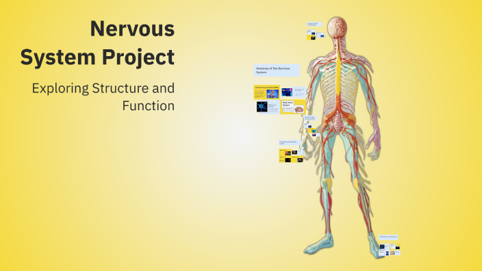 Nervous System Project by Kenya Santacruz Chavez on Prezi