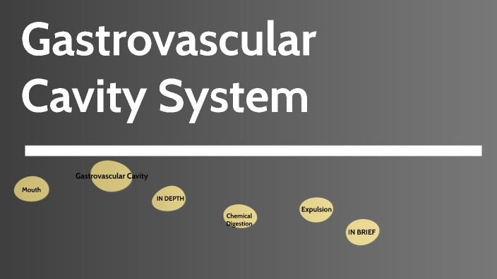 Invertebrate Digestive System by Inigo DaSilva on Prezi
