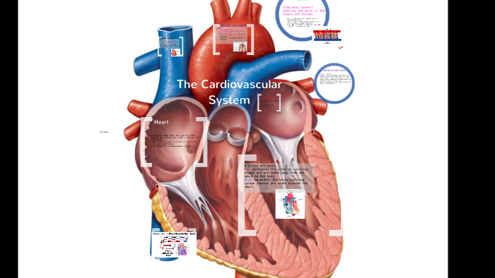 Cardiovascular System by Rachel Calhoun on Prezi