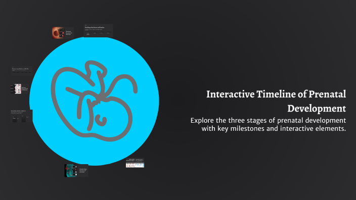 Interactive Timeline of Prenatal Development by Ashleigh Louise Pangue ...