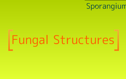 Science: The Structure of Fungi by Jessica Kyne