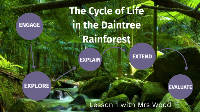 The Cycle of Life in the Daintree Rainforest by Tania Wood on Prezi