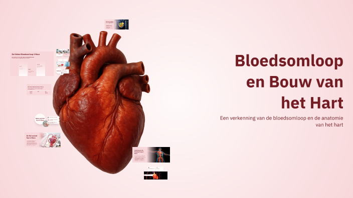 Bloedsomloop en Bouw van het Hart by Erik Boereboom on Prezi