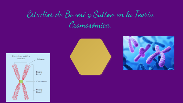 Estudios de Boveri y Sutton en la Teoríá Cromosómica by Eimy Calderón ...