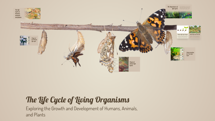 The Life Cycle of Living Organisms by Mariadel Sarmen on Prezi