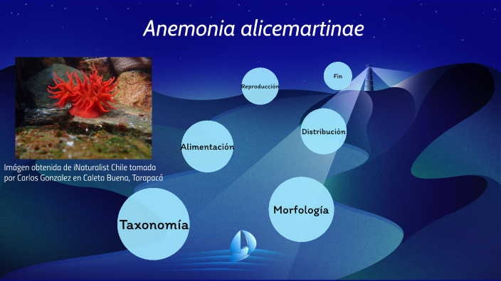 Anemonia alicemartinae by Javiera Tamara Bel n Salazar Figueroa on Prezi