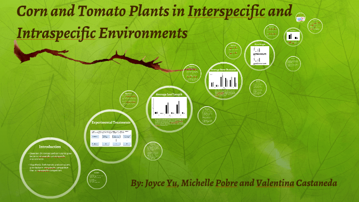 Corn and Tomato Plants in Interspecific and Intraspecific En by ...