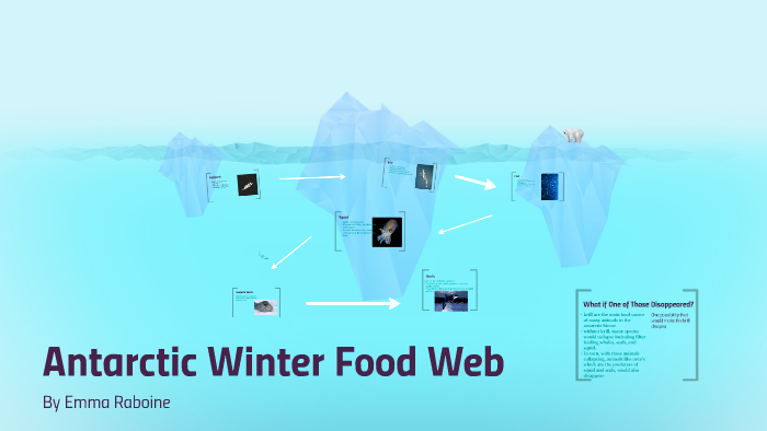 Antarctic Food Web by Emma Raboine