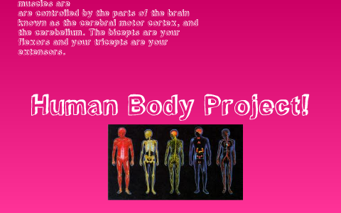 Human Body Report. by Lacee Lewis on Prezi