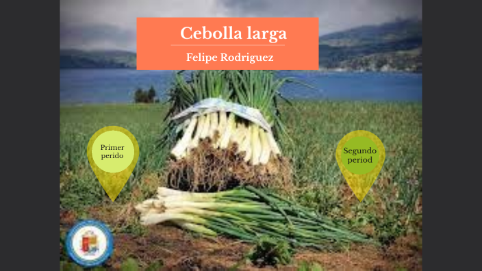 Cebolla larga by Felipe Rodriguez on Prezi