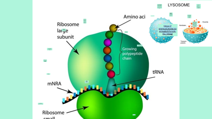 AP Biology: Ribosomes and Lysosomes Presentation by Juliana Palumbo on ...