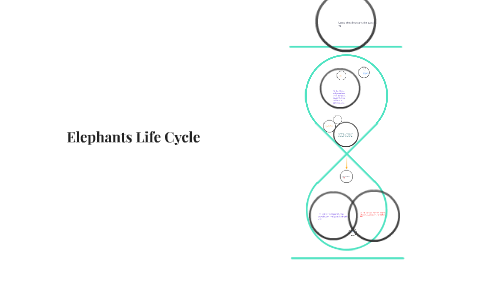 Elephants Life Cycle by Allison Crandall on Prezi