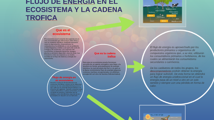 flujo de energia en el eco sistema y la cadena trofica by Kev Sebastian ...
