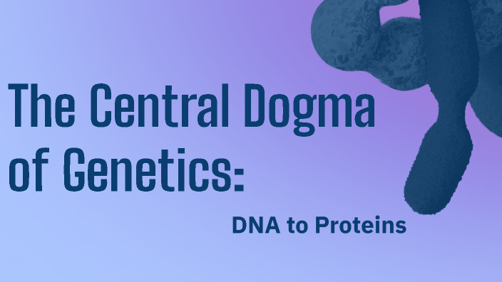 The Central Dogma of Genetics: by Jinny Augustin on Prezi