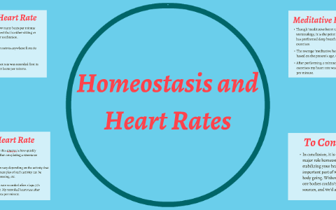 Homeostasis and Heart Rates by Ashley Blevins on Prezi