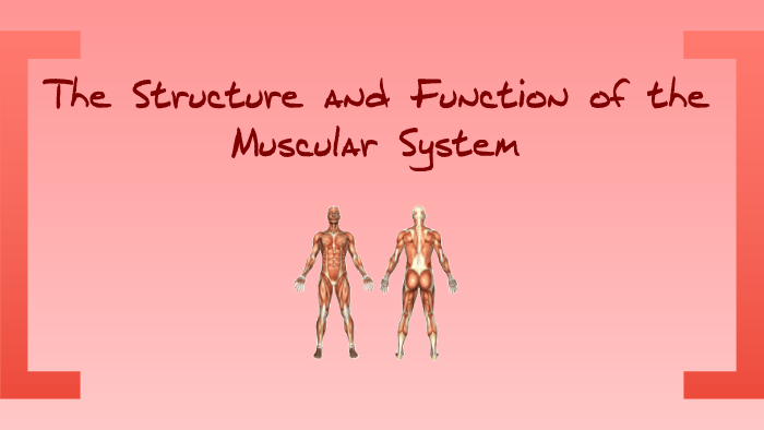 BTEC Unit 1 - Structure and Function of the Muscular System by Emma ...
