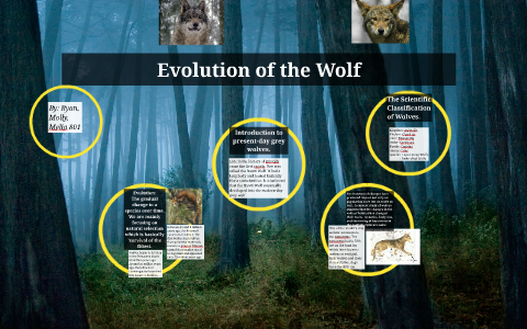 Evolution of the Wolf by Melia Schneck on Prezi