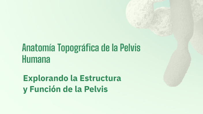 Anatomía Topográfica de la Pelvis Humana by Celia Cordero on Prezi