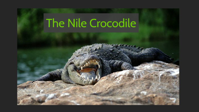 Nile Crocdile by juan diaz on Prezi