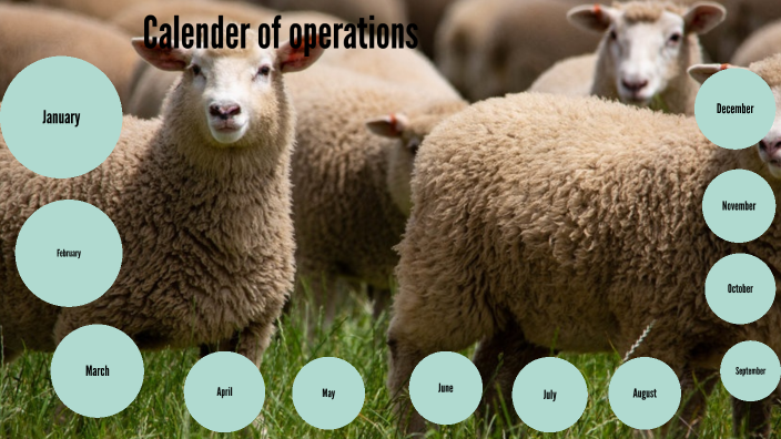 Prime Lamb production by elise smith on Prezi