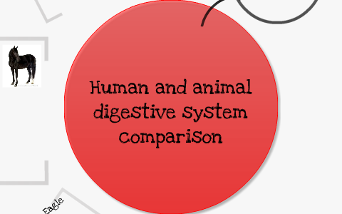digestive system comparison by georgia mansell on Prezi
