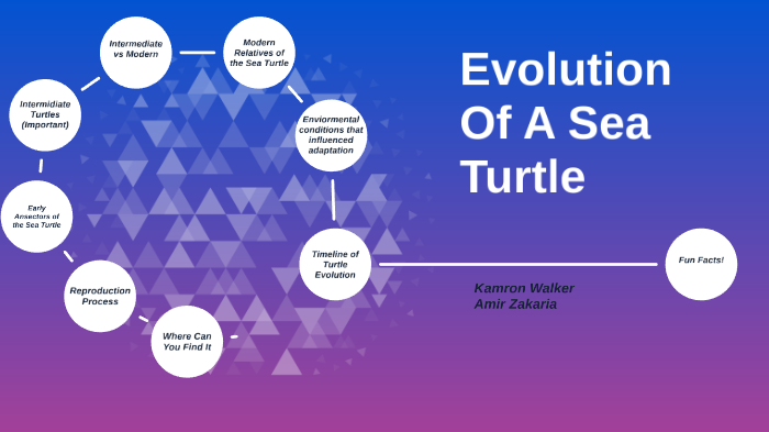 Evolution Of A Sea Turtle by kam walker on Prezi