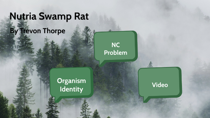 Nutria Swamp Rat by Trevon Thorpe _ Student - WakefieldHS on Prezi