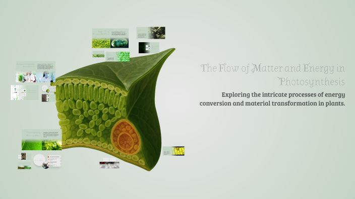 The Flow of Matter and Energy in Photosynthesis by Scott Koon on Prezi