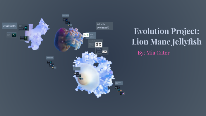 Evolution Project: Lion Mane Jellyfish by Mia Carter on Prezi