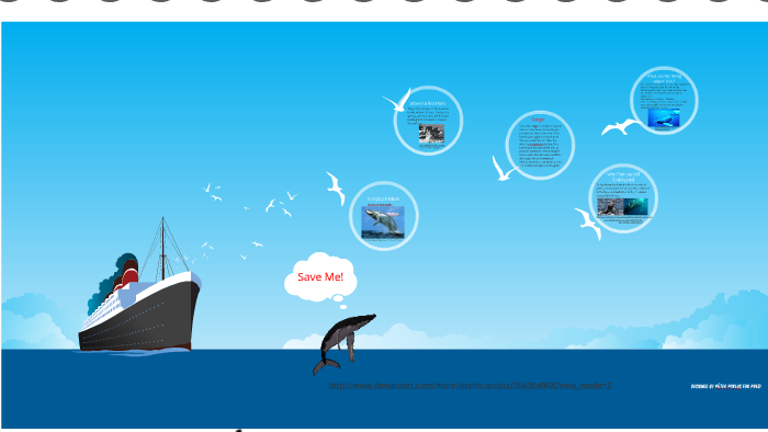 Humpback Whale by gillian white on Prezi