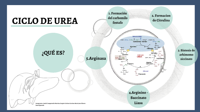 CICLO DE UREA by Majito Chavez on Prezi