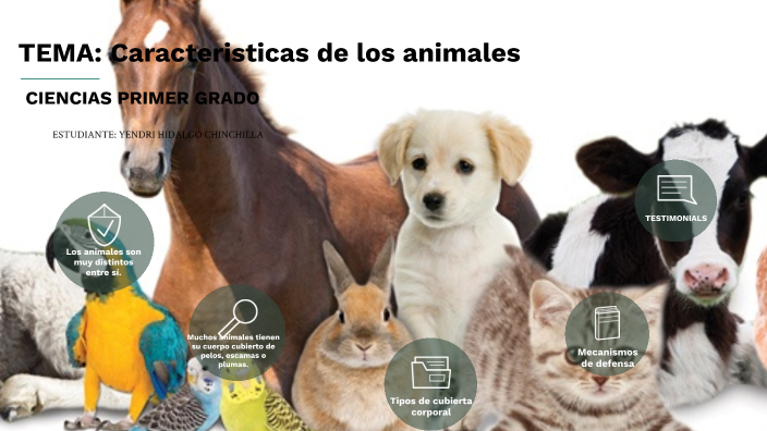 Características de los animales by Yendri Hidalgo on Prezi