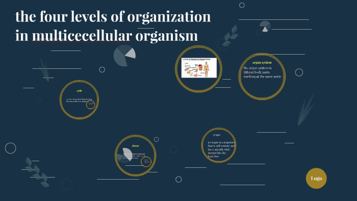 the four levels of organization in multicellular organism by angel guardado on Prezi
