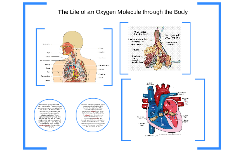 Journey of Oxygen through the Body by Erin Farris on Prezi