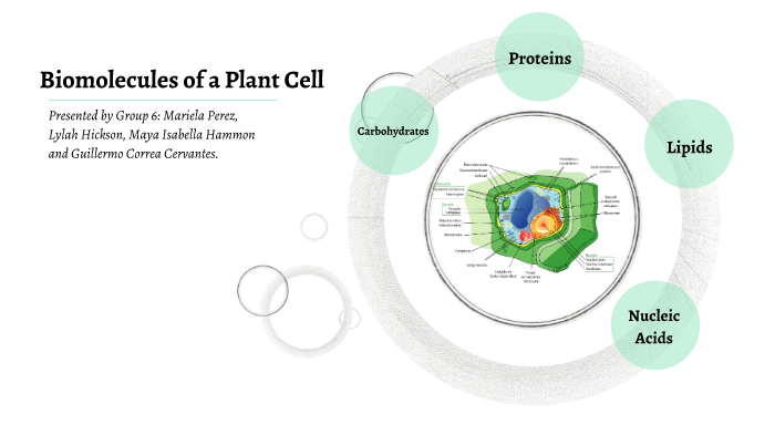 Biomolecules of a Plant Cell by Guillermo Correa Cervantes on Prezi