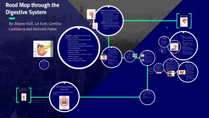 Road Map through the Digestive System by Shayne Hall on Prezi