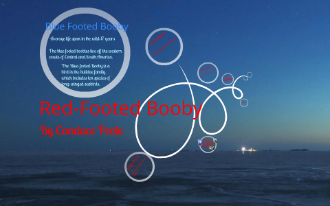 Red-Footed Booby by Candace Poole on Prezi