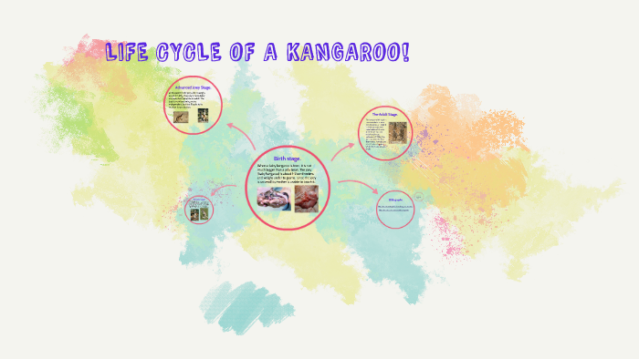 tHE LIFE CYCLE OF A kANGAROO! by Johanna Garrett