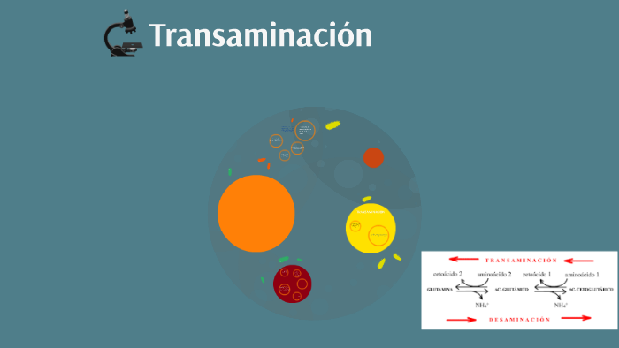 Transaminación by Angelita Silva on Prezi