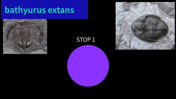 bathyurus extan by shanell mccullough on Prezi