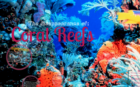 Coral Reefs by Megan Brum on Prezi