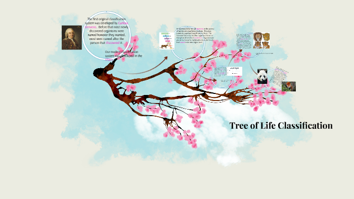 Tree of Life Classification by Manda Bolsen on Prezi