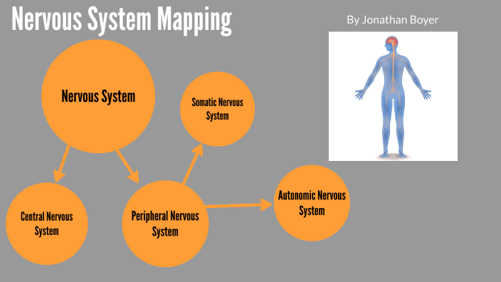 Psychology Mapping of the Nervous System by Jonathan Boyer on Prezi